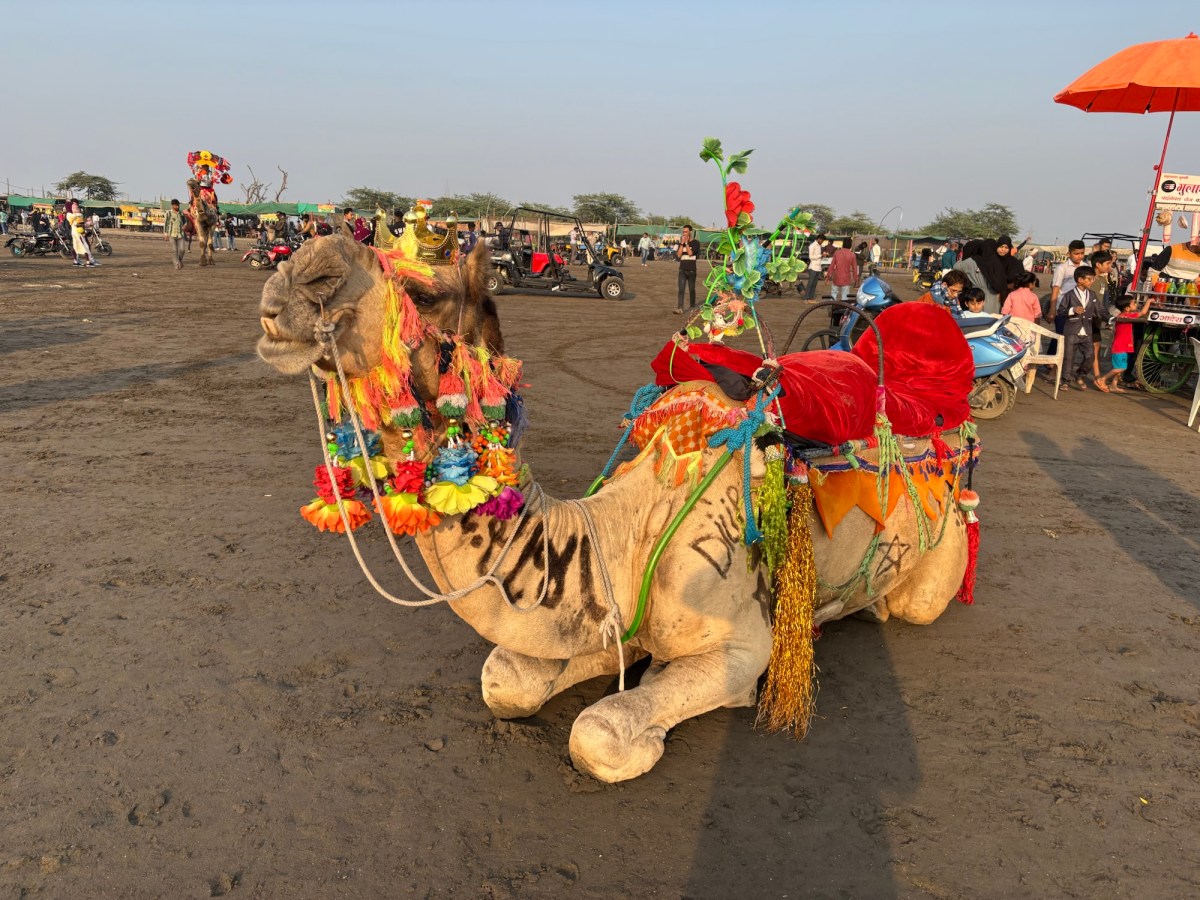 india 2025: surat. – queen veen on the scene